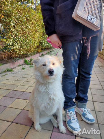 Терьеристая девочка