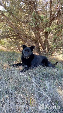 Щенки от пастушьей собаки келпи
