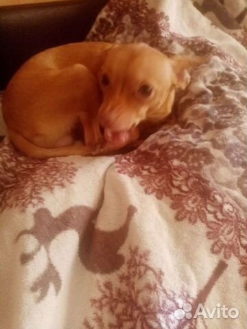 Потерялся той терьер русский