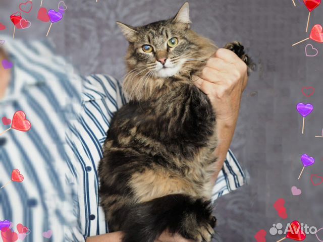 Кот