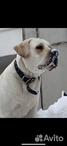 Вязка Лабрадор кабель