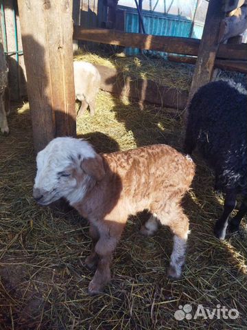 Суточные ягнята