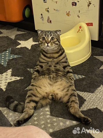 Шотладский кот для вязки