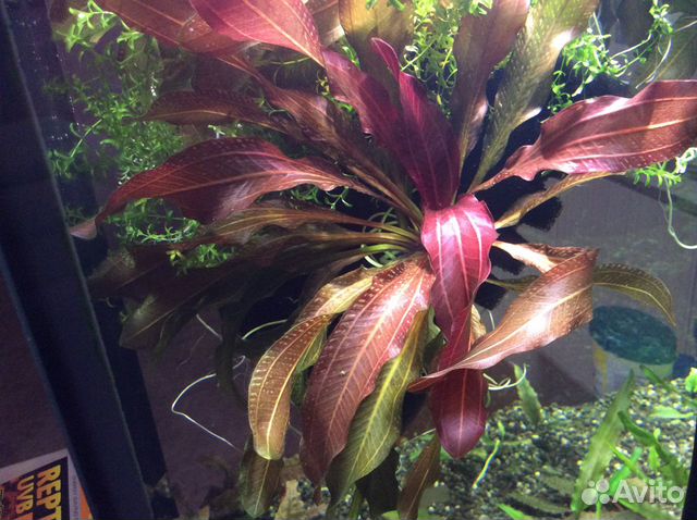 Эхинодорус сортовой «В свете требований»