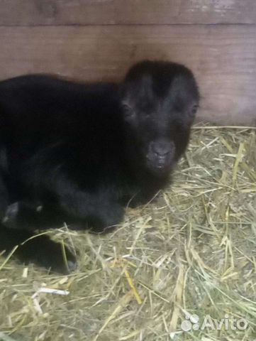 Козлик Ламанча