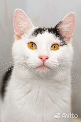 Котёнок, мальчик, 6 месяцев