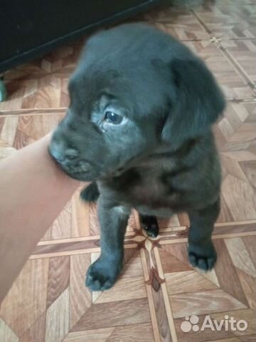 Щенки коне корсо