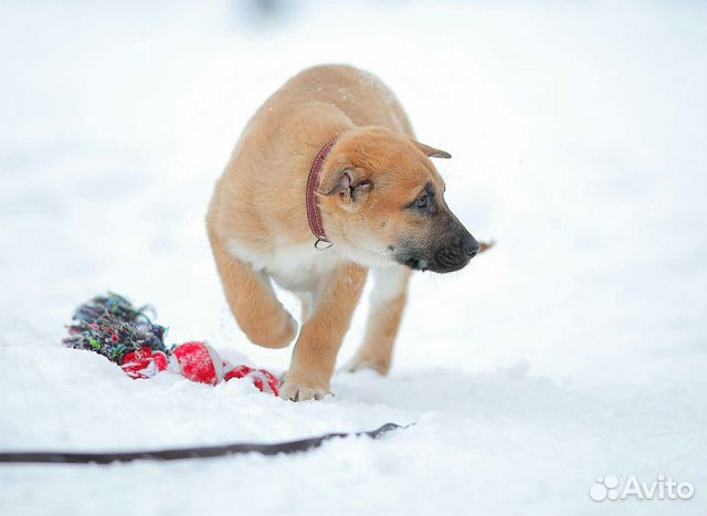Замечательный щенок в приюте