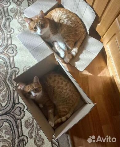 Кошка Стеша