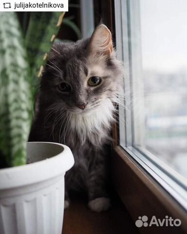 Живет в переноске в подъезде махонькая ласкуша