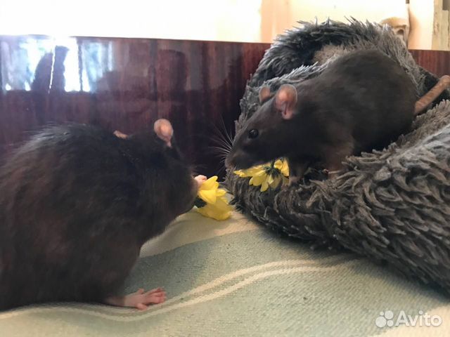 Нужен крысан для вязки