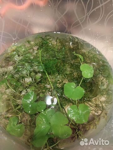 Аквариумные растения набор Бронь