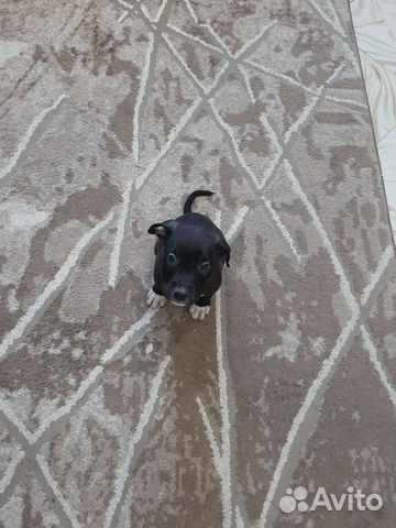 Стафорширский терьер