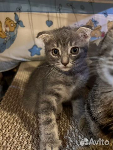 Котята и кошки