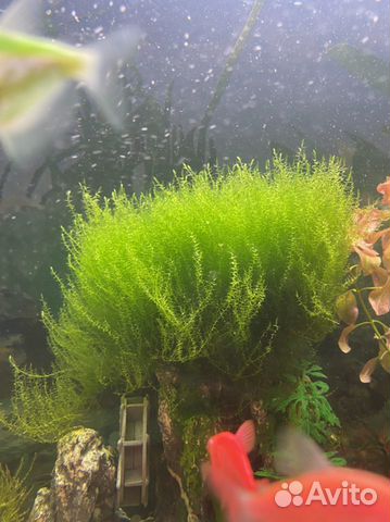 Мох аквариумный