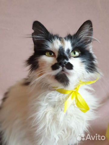 Привет из Крыма - Котенок Клякса