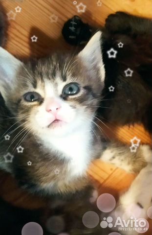 Котенок "рыська", 1 мес