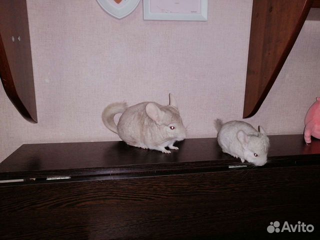 Шиншилла девочка бежевого цвета