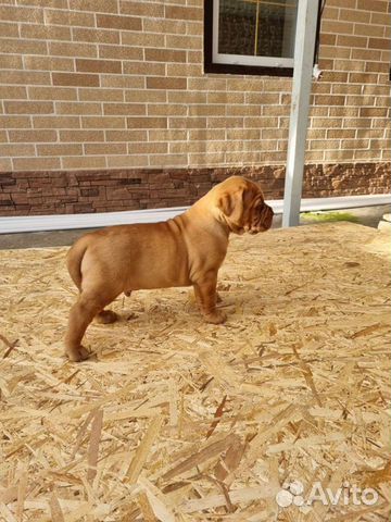 Бордоский дог