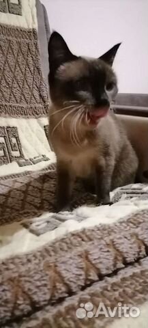 Кошка в добрые руки