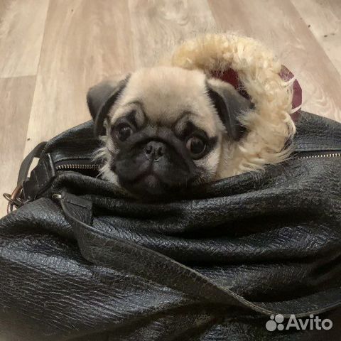 Щенки мопса