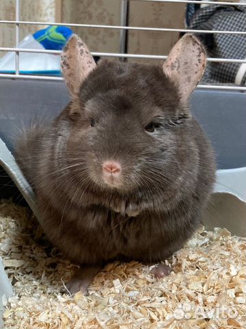 Шиншилла на вязку