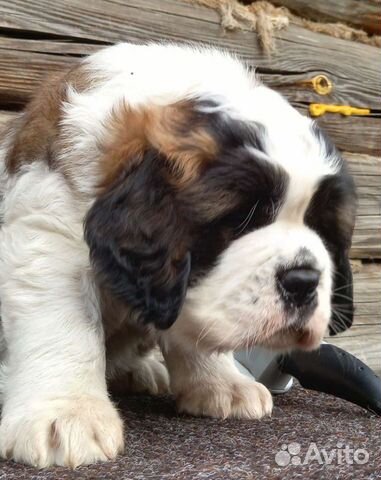 Щенки длинники Красноярск