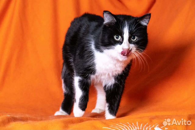 Котик и две кошечки