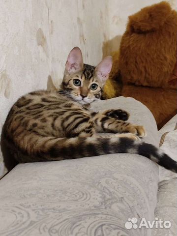Бенгальская кошка с правом разведения