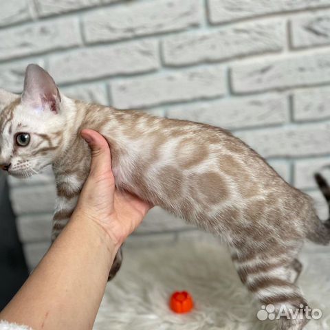 Бенгальская красавица Мята