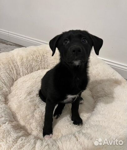 Малышка Тора ищет дом