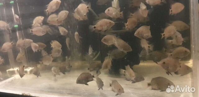 Вьеха Макуликауда(Красногорлая)