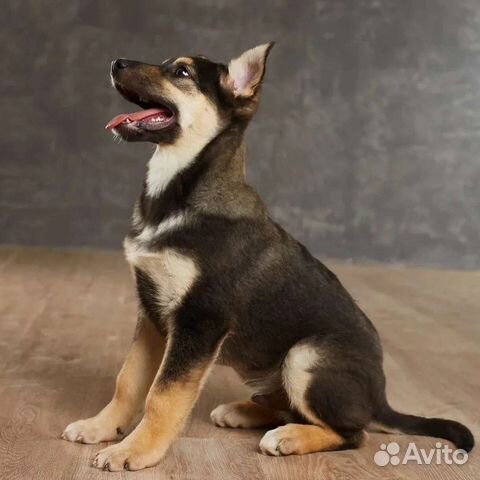 Щенок Шон (3 месяца) в добрые руки