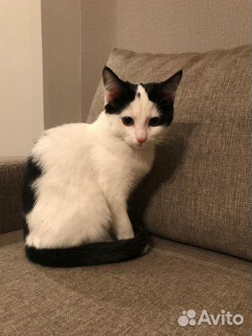 Кошка