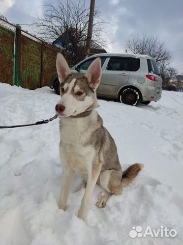 Ищет дом красавица Герда