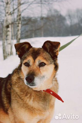 Собака Груша ищет дом