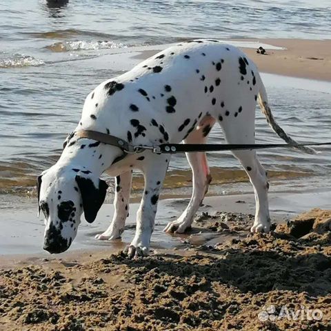 Далматинец щенок