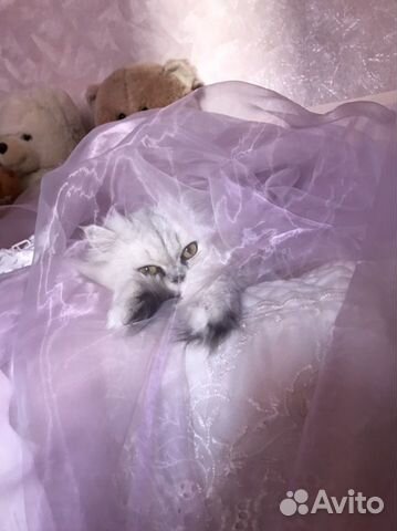 Кошки в добрые руки бесплатно