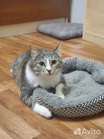 Кошка Мальвина в добрые руки