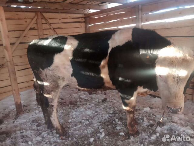 Бык на племя