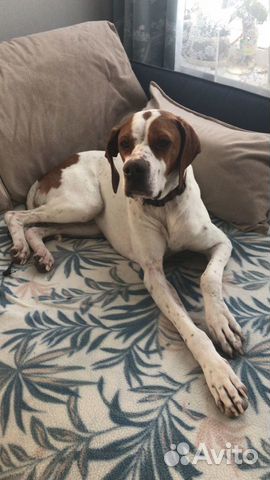 Красавица Даша ищет свою семью)