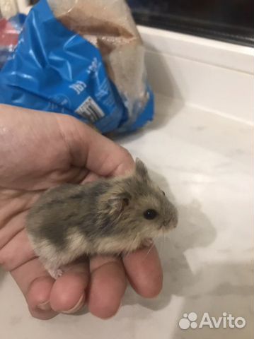 Джунгарский хомяк