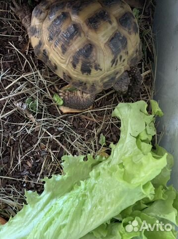 Черепаха сухопутная, 4 года
