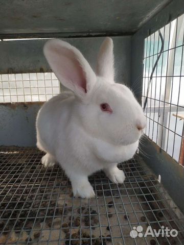 Кролик Белый Паннон