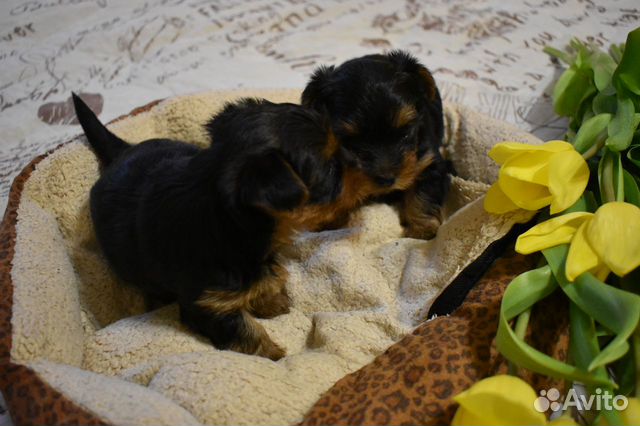 Йоркширский терьер щенки