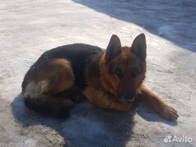 Немецкая овчарка черная длинношерстная