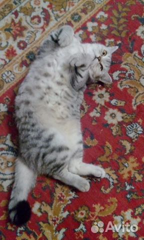 Британская кошка
