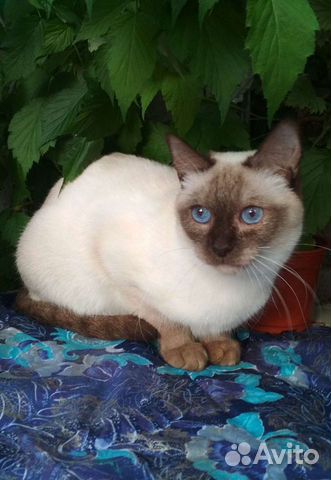 Кошка тайская в добрые руки