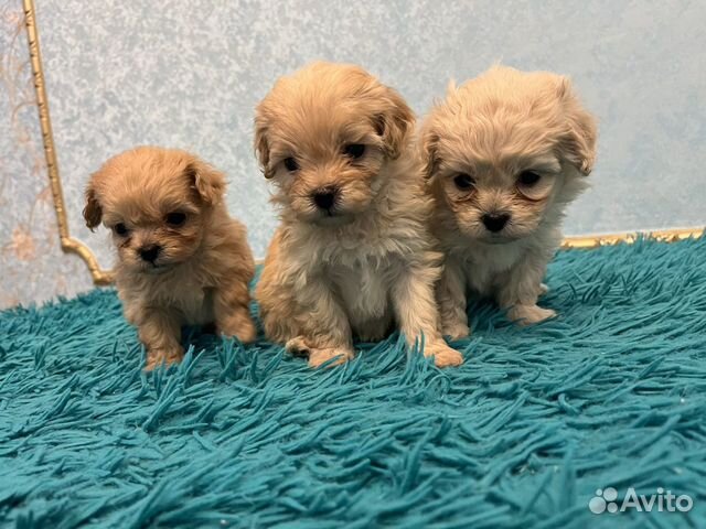 Mini и micro Мальтипу