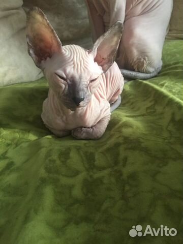 Велюровая девочка сфинкс